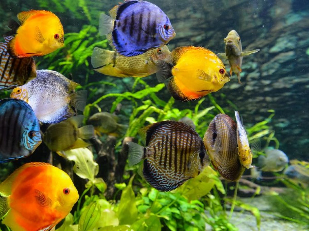 Logra la combinación perfecta en tu acuario: Guía completa para ...
