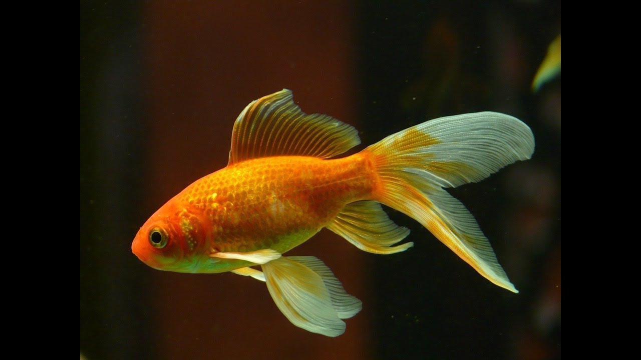 Tipos de peces para acuario de agua dulce: Todo lo que necesitas saber
